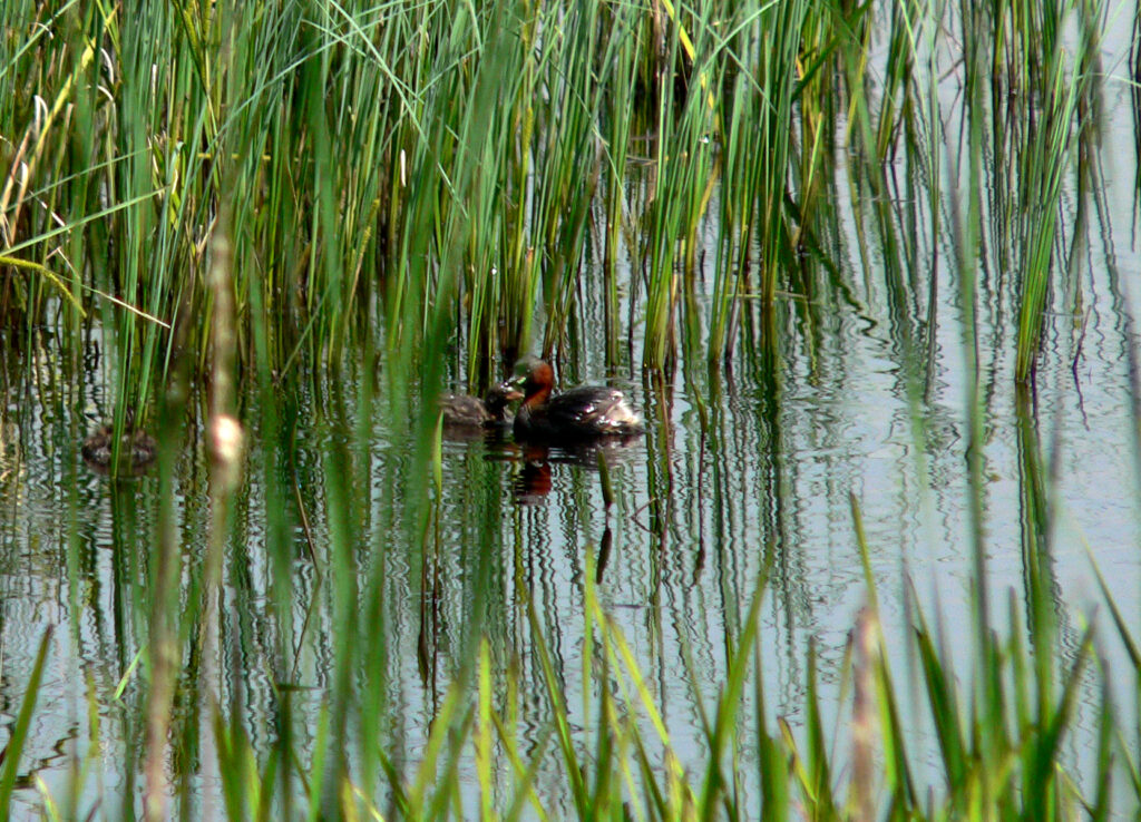 Teiche und Moore in der Wahner Heide